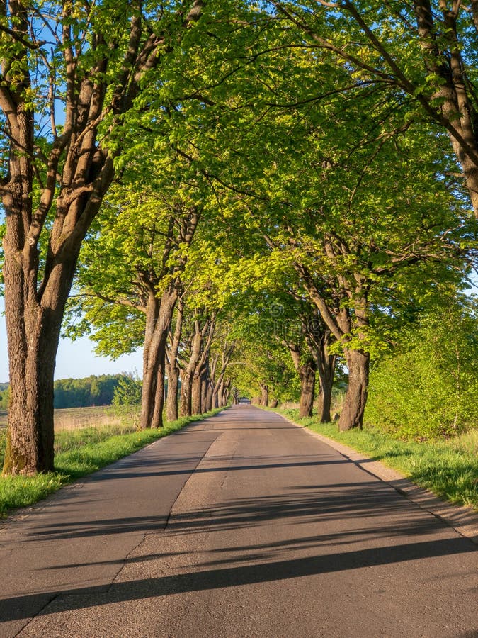 Country Road Perspective with Trees Stock Photo - Image of journey ...