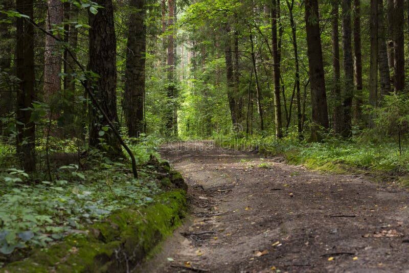 Country Road in a Pine Forest, August Stock Image - Image of forest ...