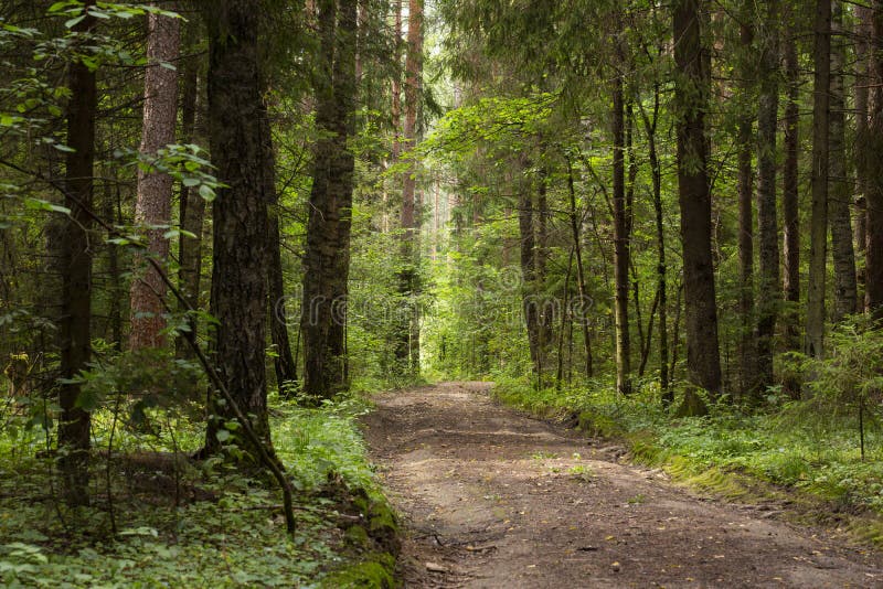 Country Road in a Pine Forest, August Stock Photo - Image of plant ...