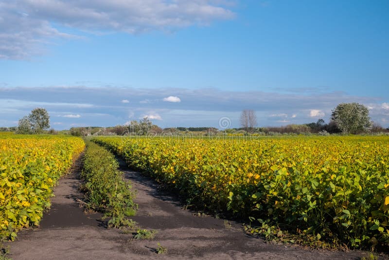 Old Oak Tree on the Horizon Stock Photo - Image of open, countryside ...
