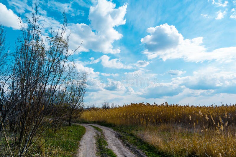 Country road in the reeds stock photo. Image of reed - 53654738