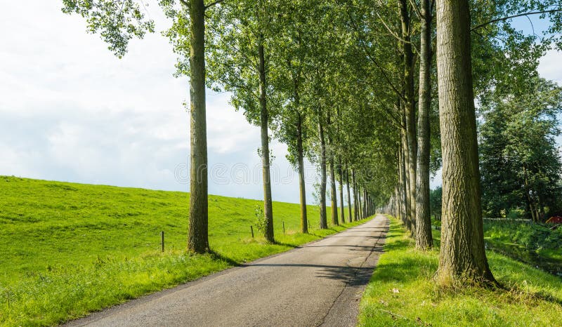 Country Road between Rows of Tall Trees Stock Photo - Image of idyllic ...