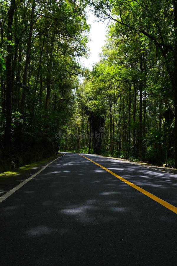 Country Road Running through Tree Alley. Stock Image - Image of ...