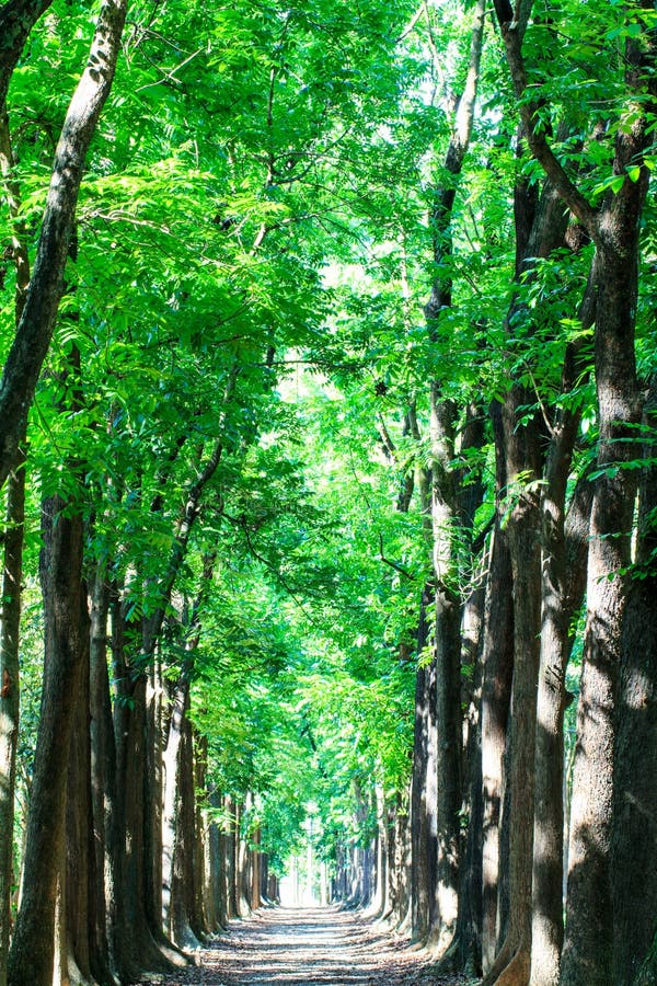 Country Road Running through Tree with Nice Color Stock Photo - Image ...