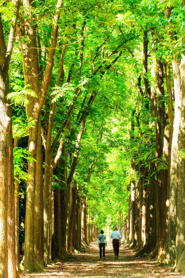 Country Road Running through Tree with Nice Color Stock Image - Image ...