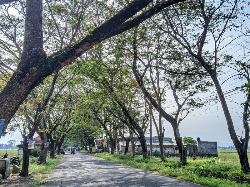 Country Road Shady Trees Both Sides Stock Photos - Free & Royalty-Free ...