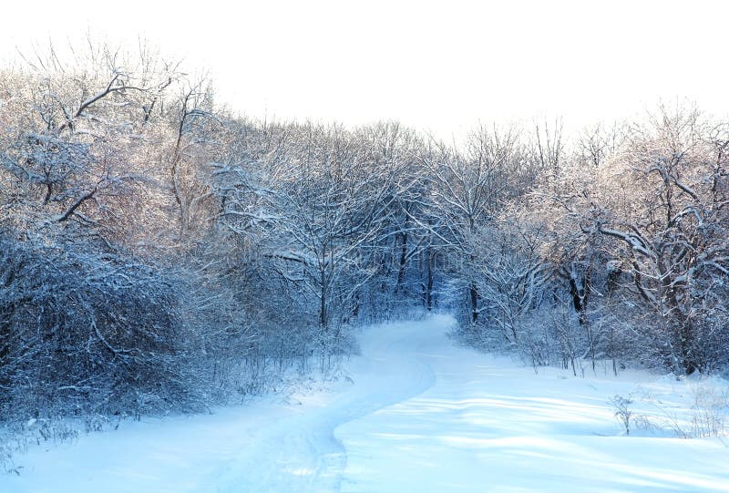 Country Road in the Snow Winter Forest Stock Photo - Image of leaf ...