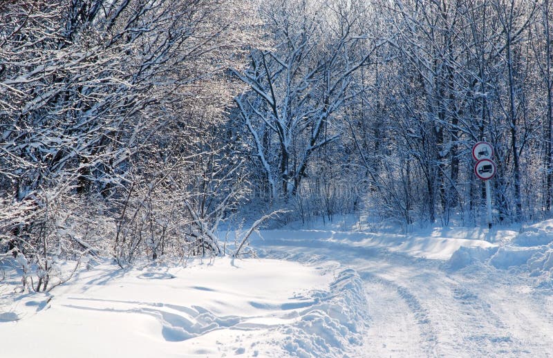 Country Road in the Snow Winter Forest Stock Photo - Image of nature ...