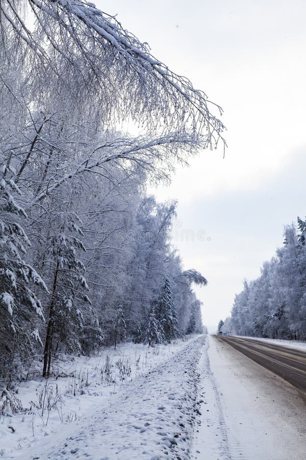 Country Road after a Snowfall Stock Photo - Image of pine, overcast ...