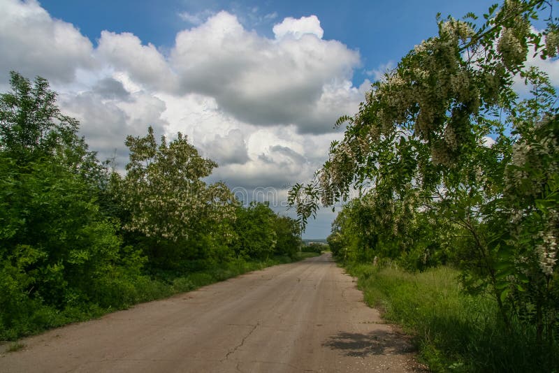 A Country Road in the Spring Stock Photo - Image of honey, beauty ...