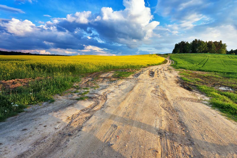 Country Road in Spring Colza Fields Stock Image - Image of farming ...