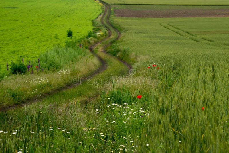 Country Road between Spring Fields with Crops Stock Photo - Image of ...