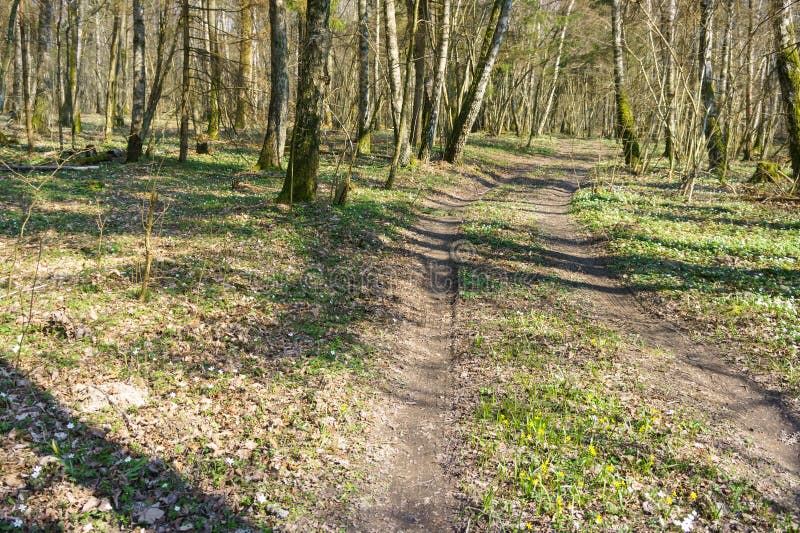 Country Road in the Spring Forest, Forest Paths for Sports Stock Image ...