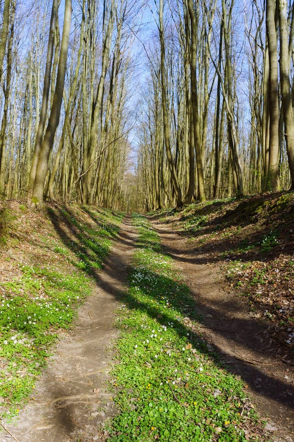 Country Road in the Spring Forest, Forest Paths for Sports Stock Image ...