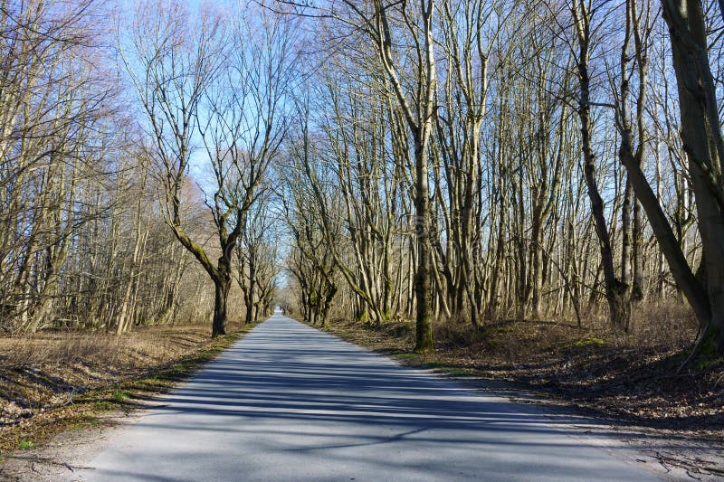 Country Road in the Spring Forest, Forest Paths for Sports Stock Photo ...