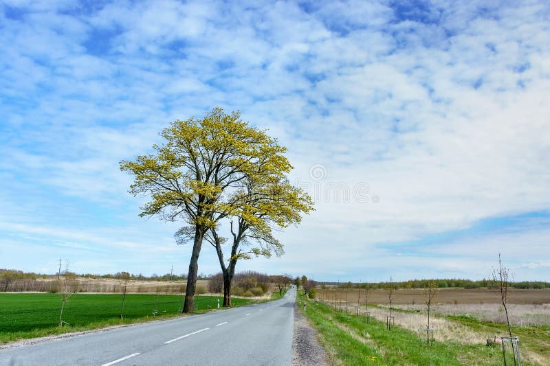 Country Road in the Spring Forest, Forest Paths for Sports Stock Photo ...