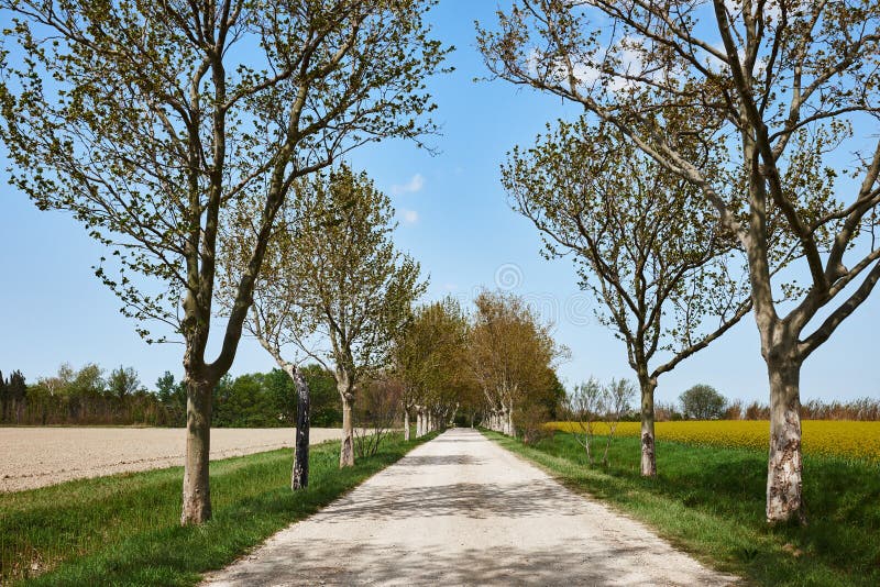 Country road in spring stock image. Image of beauty, landscape - 51766413