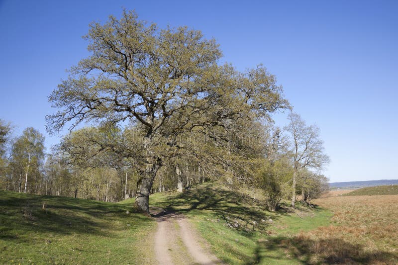 Country road at spring stock image. Image of beauty, grassland - 65978547