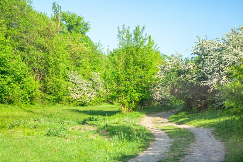 Path in the spring park stock image. Image of spring - 175936811