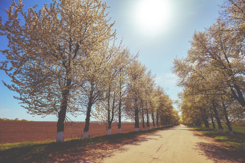 Country Road on a Spring Sunny Day Stock Image - Image of foliage ...