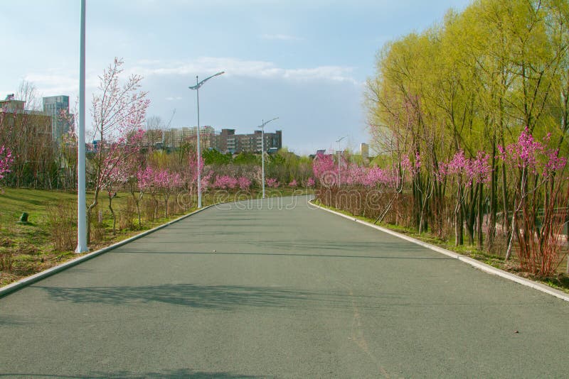 Country Road in Spring with Tree Flowering Stock Photo - Image of force ...