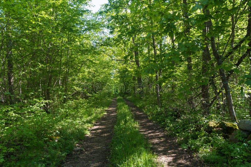 Country Road Straight into the Lush Greenery Stock Image - Image of ...