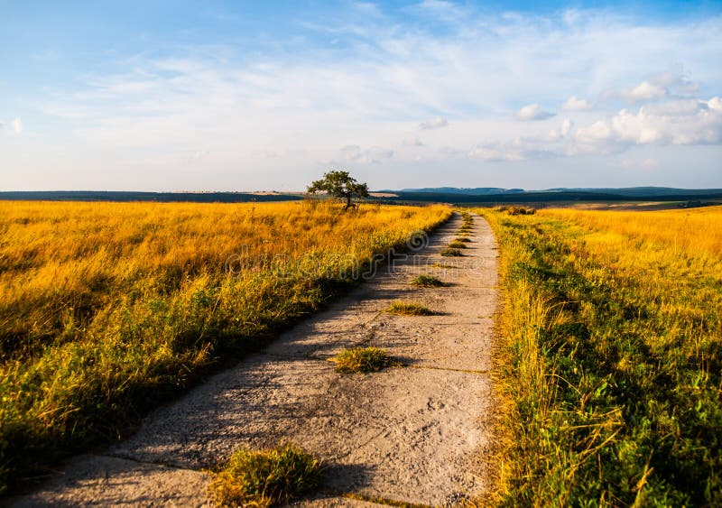 Country Road in Summer Evening Stock Image - Image of horizon ...
