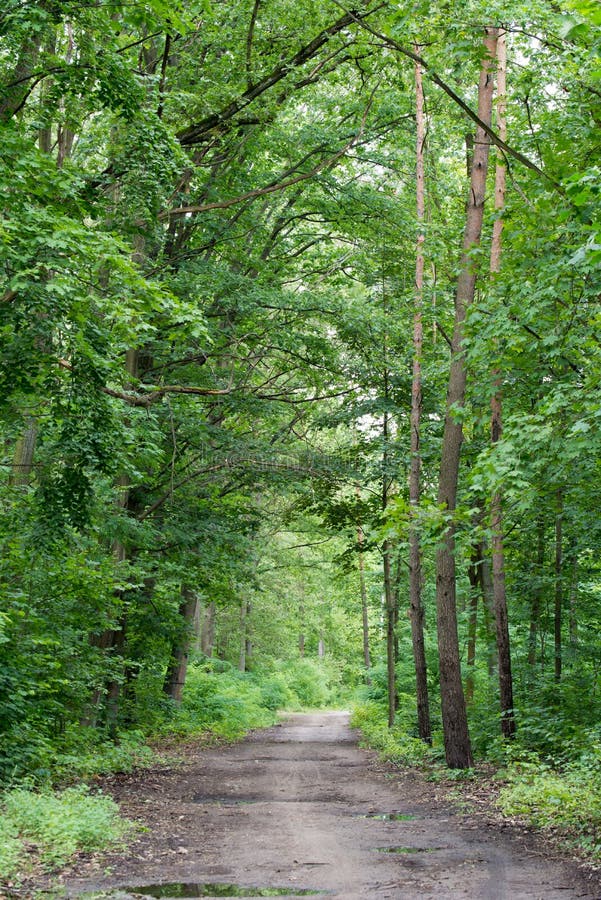 Country Road in Summer Forest Stock Image - Image of road, footpath ...