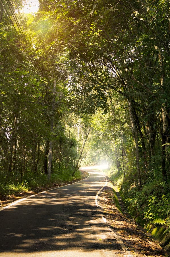 Country road and sunlight stock photo. Image of trees - 81889904