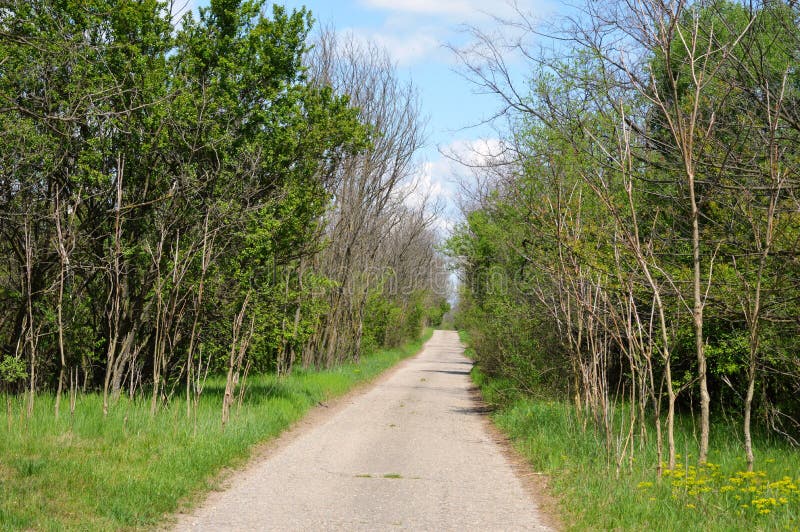 Country Road Surrounded by Trees Stock Image - Image of nature, trees ...