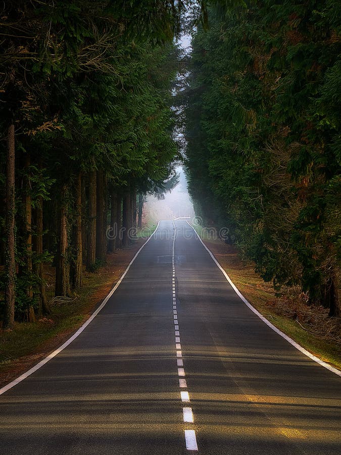 Country Road Surrounding by Trees Stock Image - Image of rural, road ...