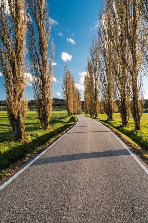 Country Road with Tall Trees Alley in Spring Stock Image - Image of ...