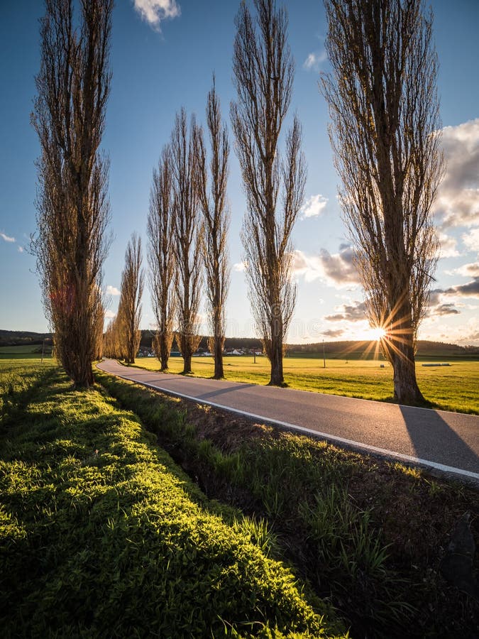 Country Road with Tall Trees Alley in Spring in the Evening Stock Photo ...