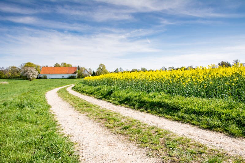 Country Road To a Farm at a Field Stock Photo - Image of yellow, track ...