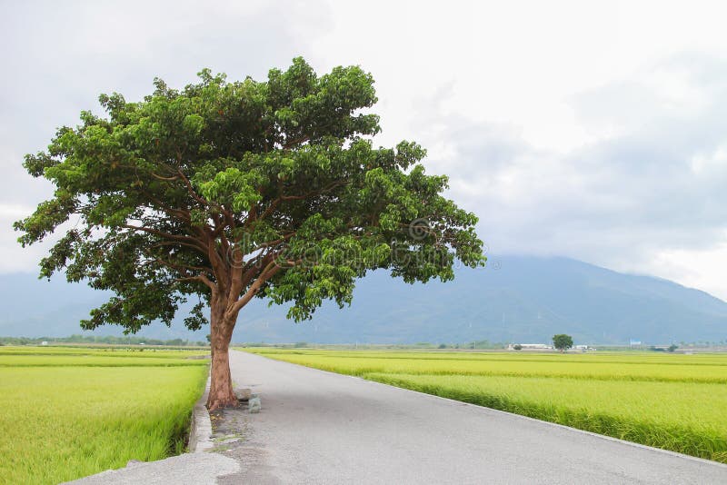 Country road with tree stock photo. Image of tree, road - 43229982