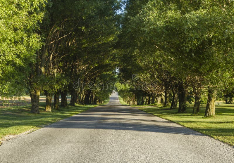 Country Road with Tree Canopy Stock Image - Image of ontario, road ...