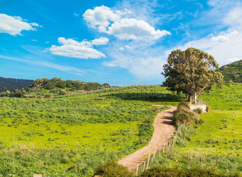 Country road and tree stock photo. Image of landscape - 75541728