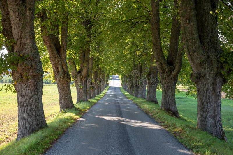 Country road tree lined. stock photo. Image of famous - 127520462