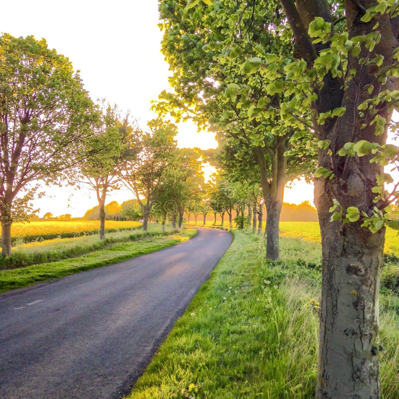 Country road stock photo. Image of lined, tree, country - 54065210