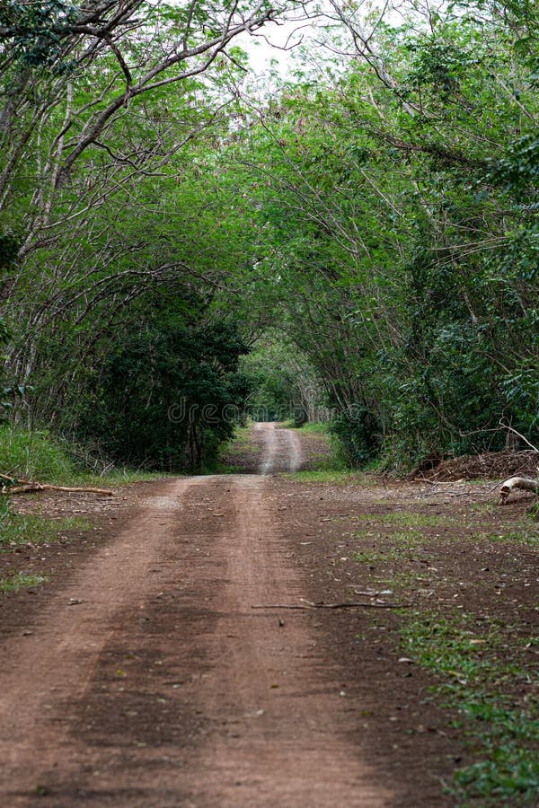 Road with tree stock photo. Image of plain, infrastructure - 213355340