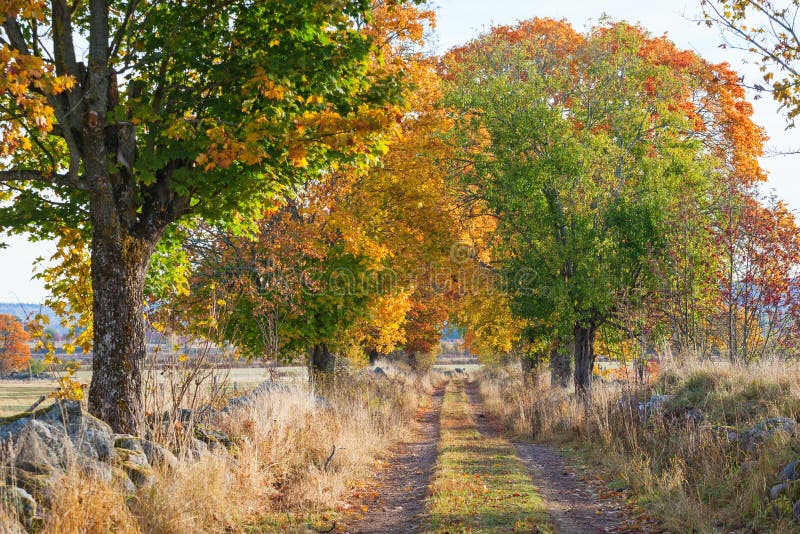 Country Treeline stock image. Image of rural, natural, flower - 778283