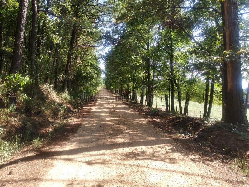 Country road with trees stock photo. Image of green - 195656144