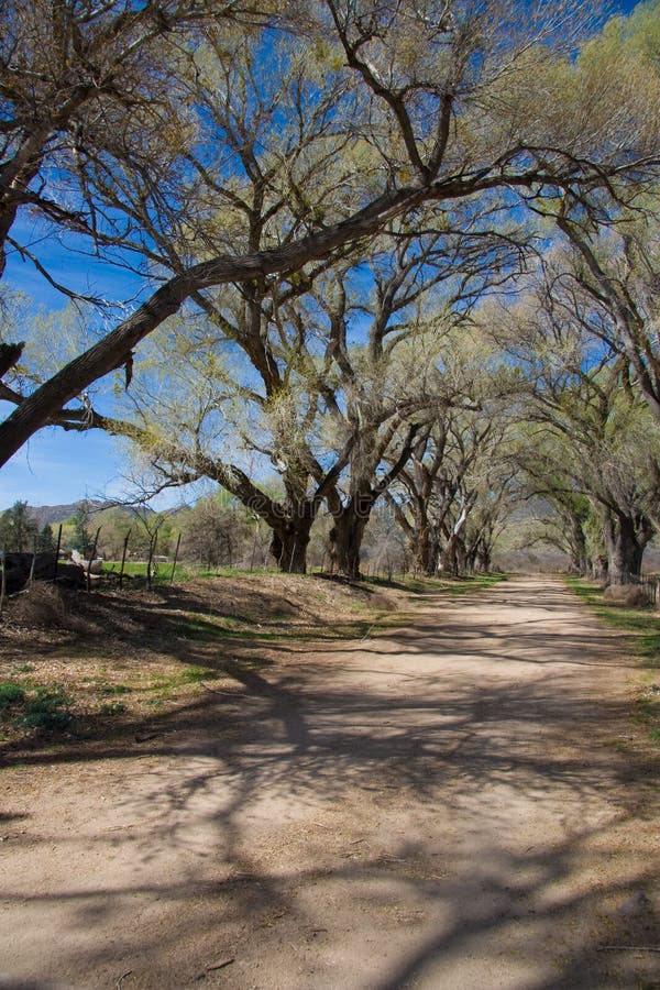 Country Road with trees stock photo. Image of rural, outside - 4744086