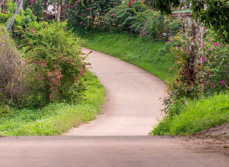 Country road with trees stock photo. Image of asphalt - 49318298