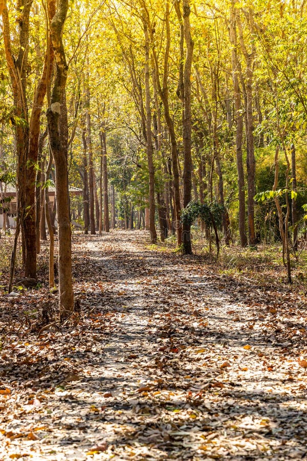 Country Road with Trees Along Stock Photo - Image of season, yellow ...