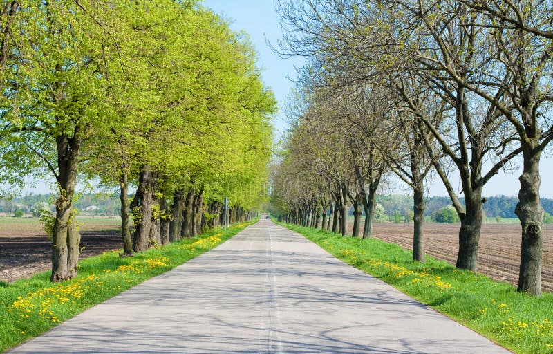 Country Road with Trees Along - Beginning of Spring Stock Photo - Image ...