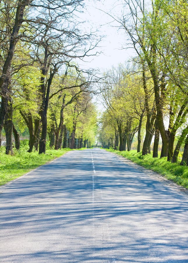 Country Road with Trees Along - Beginning of Spring Stock Image - Image ...