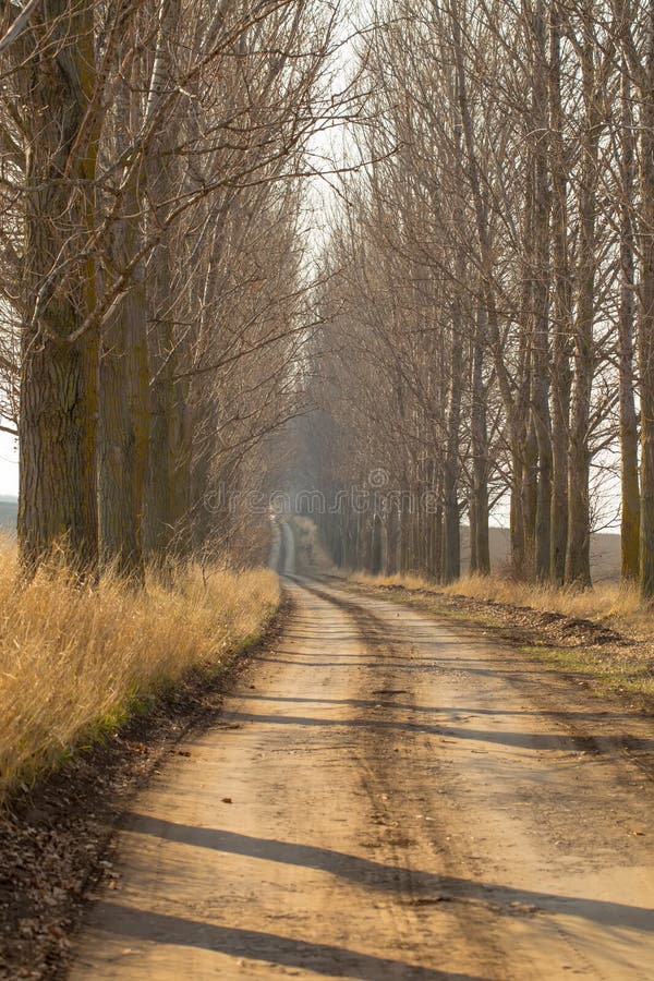Country road and trees stock image. Image of beautiful - 63836589