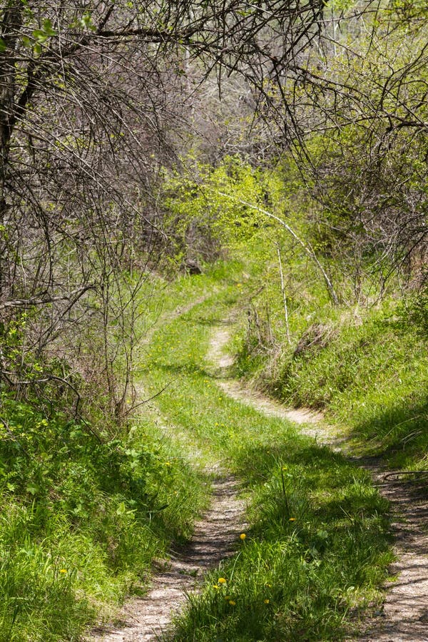 Country Road among Trees in Spring Stock Image - Image of masuria ...