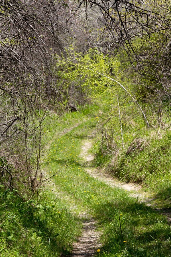 Country Road among Trees in Spring Stock Photo - Image of scenery ...